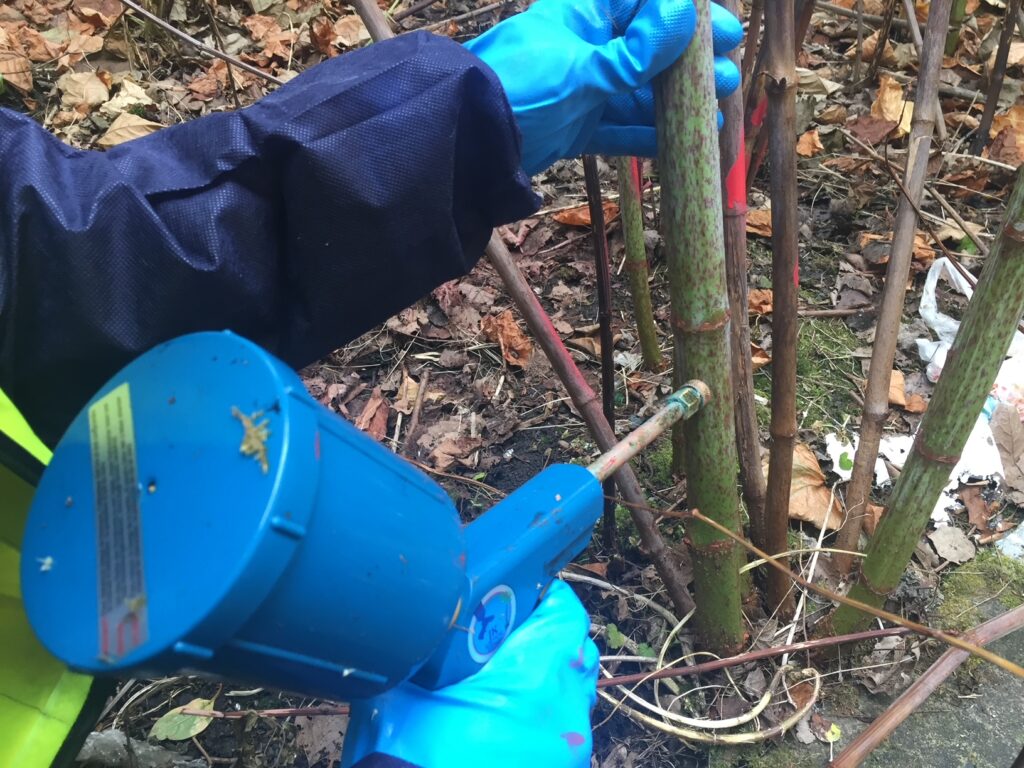 Japanese Knotweed Stem Injection - JKS