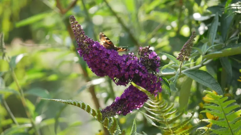 Buddleia Treatment & Removal - JKS
